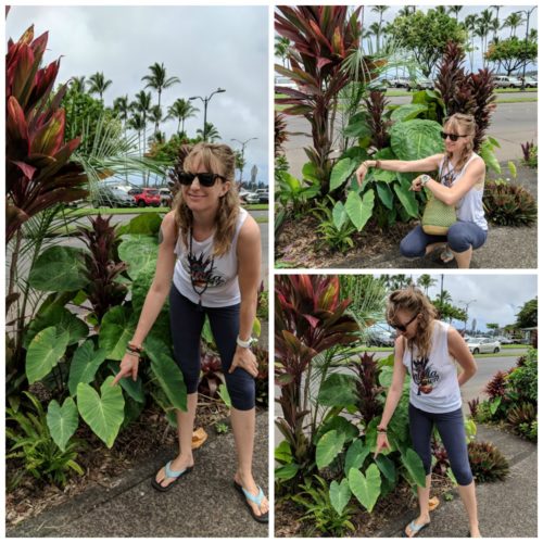 Learn from My Mistake. Do Not Eat Raw Taro Leaves. They Are Poisonous