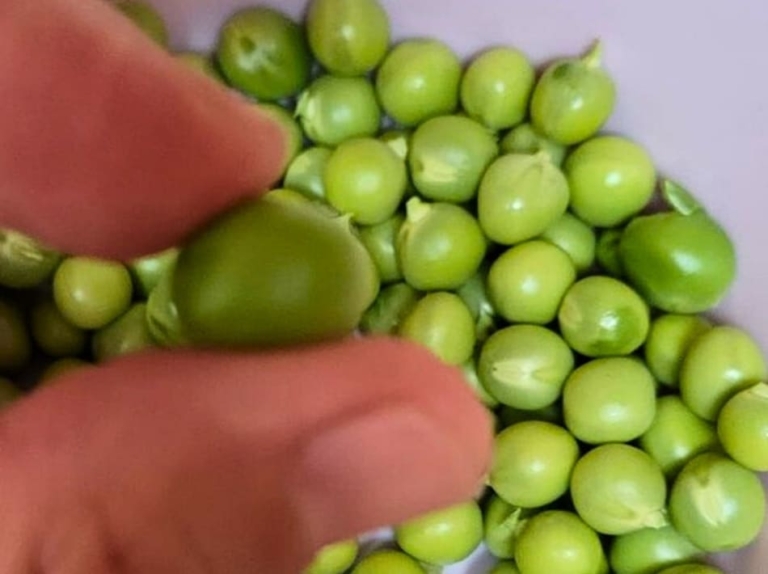 Planted in the Pacific Northwest | Planted Expo in Seattle | Clean Food ...